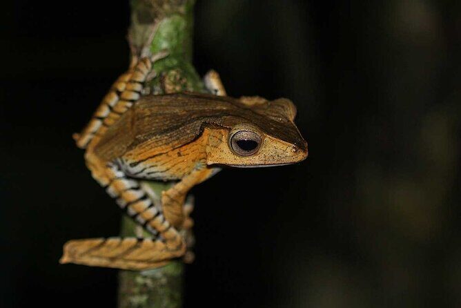Twilight Frog Adventure in Kubah National Park - Who Will Enjoy This Tour?