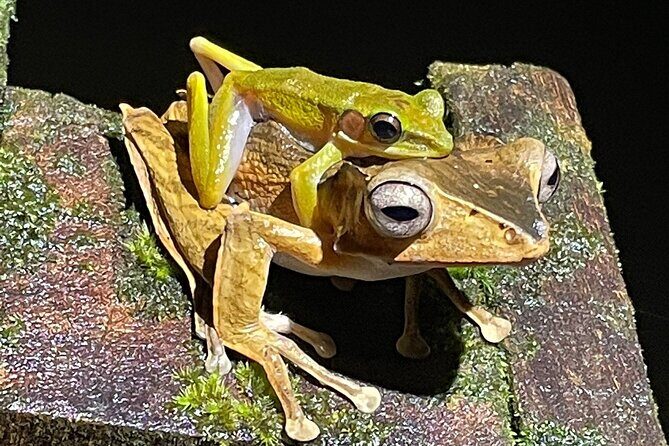 Twilight Frog Adventure in Kubah National Park - The Sum Up