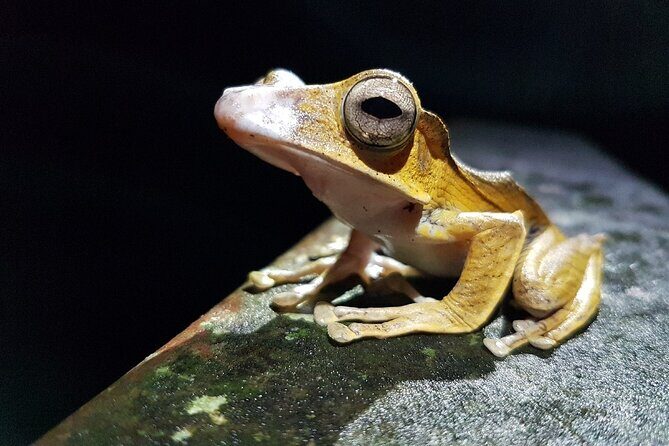 Twilight Frog Adventure in Kubah National Park - FAQ
