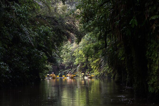 Twilight Glowworm Kayak Tour  Lake Karapiro - The Sum Up