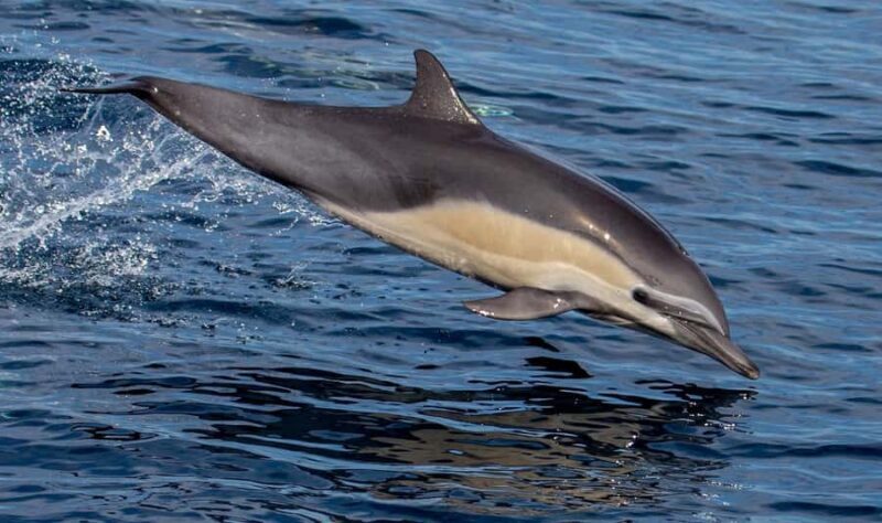 Twilight Tour with San Diego Natural History Museum Whalers - An In-Depth Look at the Experience