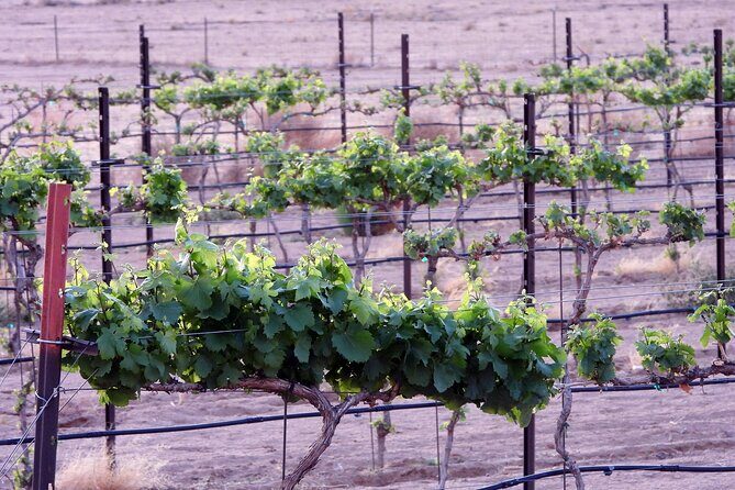 Twilight Wine and Stargazing Tour in Northern Arizona - An Evening of Wine and Stars: What to Expect