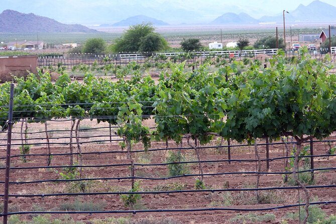 Twilight Wine and Stargazing Tour in Northern Arizona - The Sum Up: Who Will Love This Experience?