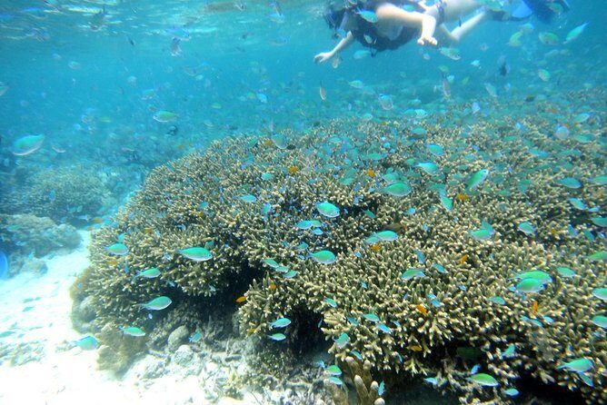 Twin Island Snorkeling Adventure at Hiltungan and Nalsuan - Key Points