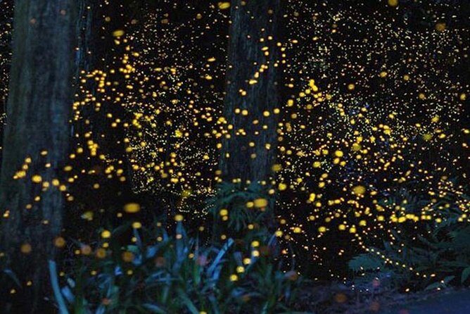Twinkling Kuala Selangor Firefly Boat Tour from Kuala Lumpur - FAQ: Your Questions Answered