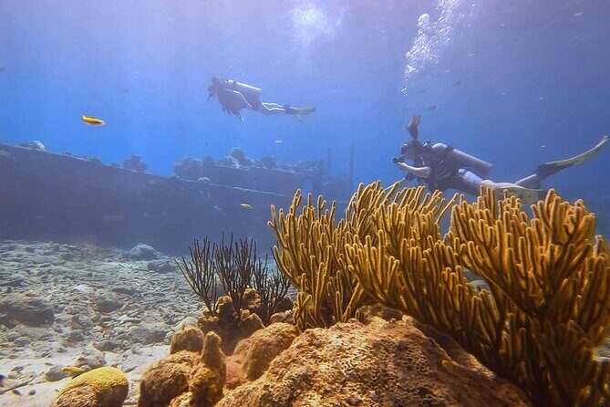 Two and a Half Hours Scuba Diving Experience in Curacao - What You Can Expect from This Curacao Scuba Tour