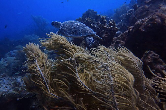 Two and a Half Hours Scuba Diving Experience in Curacao - The Sum Up