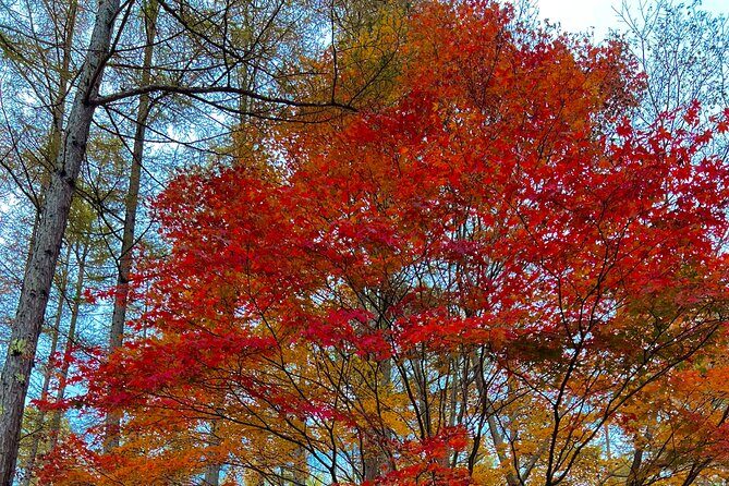 Two Days Nikko Cycling Tour guided by a Local Monk - Who Should Consider This Tour?