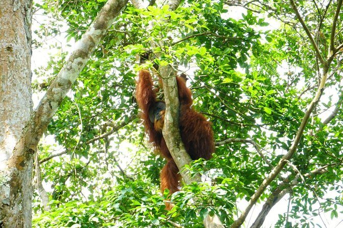 Two days orangutans adventure in Gunung Leuser - The Inner Details: Diving Deeper into the Itinerary