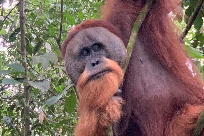 Two days orangutans adventure in Gunung Leuser - The Sum Up: Why This Tour Is a Wise Choice