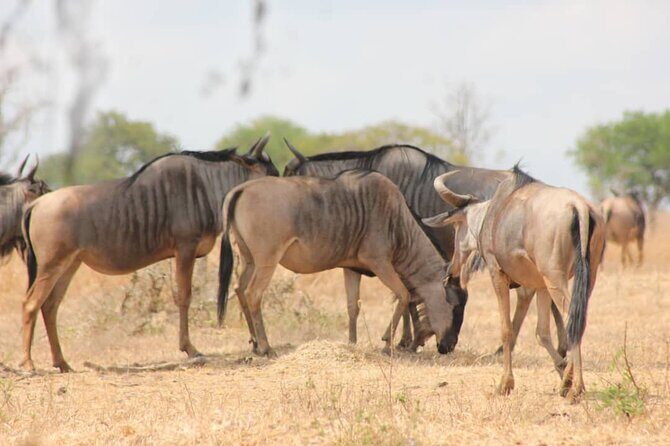 Two Days Safari by Train - Key Points