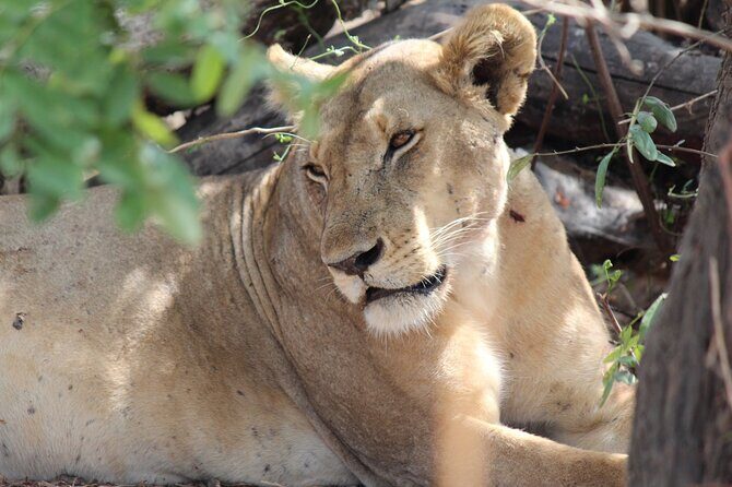 Two Days Safari by Train - Who Should Consider This Tour?