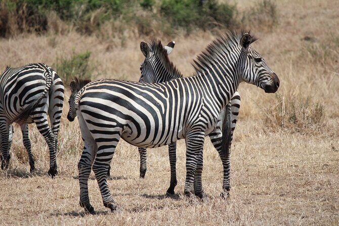 Two Days Safari by Train - Final Thoughts