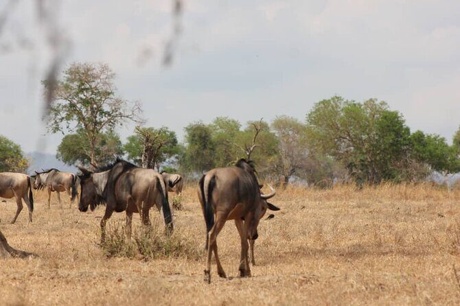 Two Days Safari by Train - FAQ