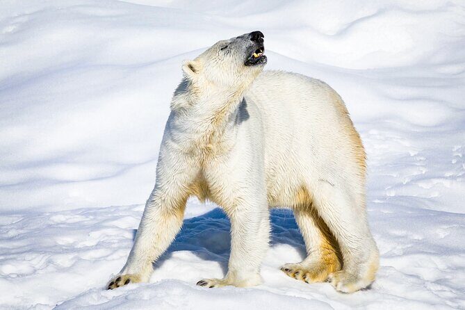 Two Full Days in Lapland - Why We Think This Tour Offers Good Value