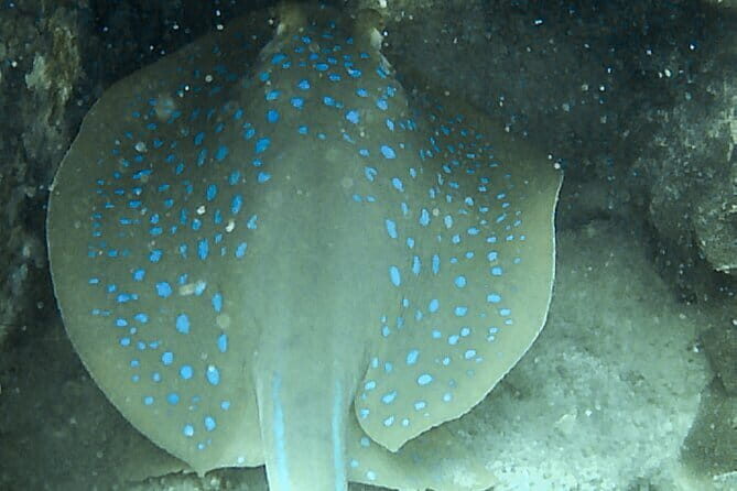 Two Fun Dives for Certified Divers in Koh Kood or Koh Rang - Key Points