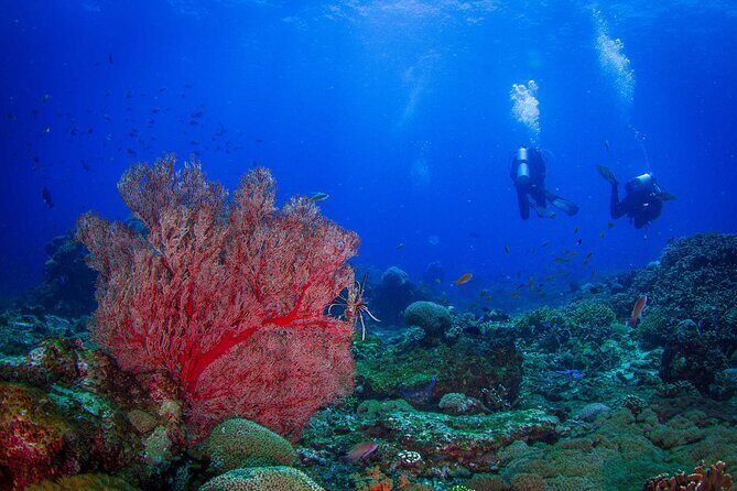 Two fun dives morning trip (Certified Divers only) - Exploring the Two Fun Dives Morning Trip – Certified Divers Only