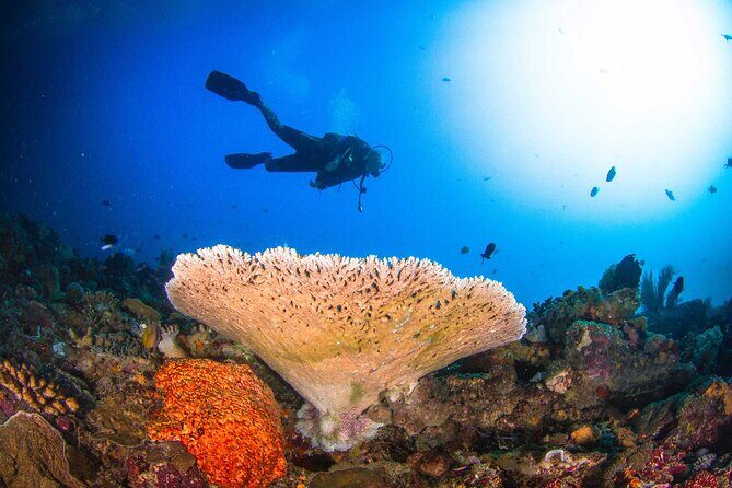 Two fun dives morning trip (Certified Divers only) - Reviewing the Value and Overall Experience