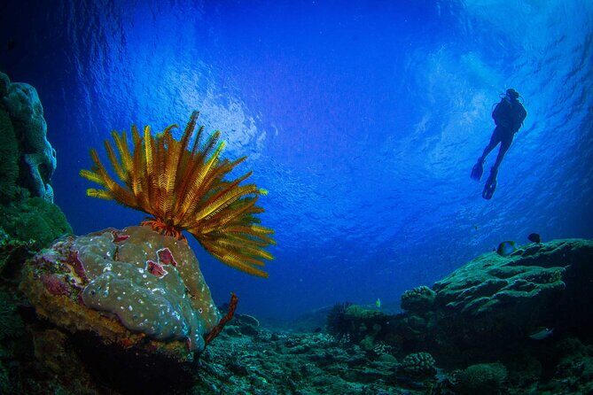 Two fun dives morning trip (Certified Divers only) - Who Will Love This Tour?