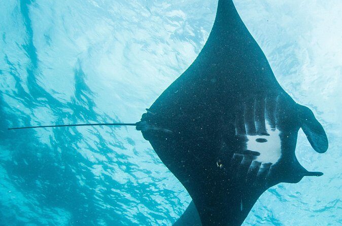 Two fun dives morning trip (Certified Divers only) - Frequently Asked Questions