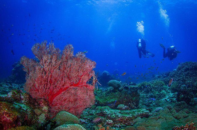 Two fun dives morning trip (Certified Divers only) - Final Words