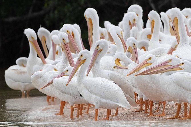 Two-Hour Everglades Dolphin, Manatee and Birding Boat Tour - Why This Tour Stands Out