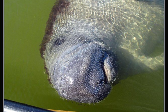 Two-Hour Everglades Dolphin, Manatee and Birding Boat Tour - Cancellation and Planning