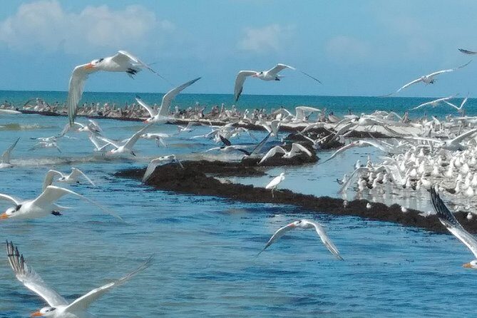 Two-Hour Everglades National Park Dolphin, Birding and Wildlife Boat Tour - What About the Downsides?