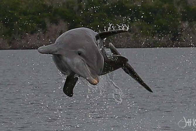 Two-Hour Everglades National Park Dolphin, Birding and Wildlife Boat Tour - Final Thoughts