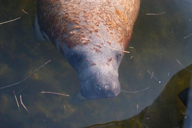 Two-Hour Everglades National Park Dolphin, Birding and Wildlife Boat Tour - Frequently Asked Questions
