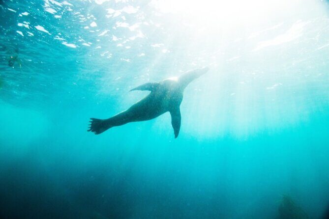 Two Hour Kayak and Snorkel Tour for Two in La Jolla - Key Points