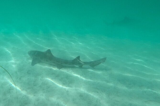 Two Hour Kayak and Snorkel Tour for Two in La Jolla - Final Thoughts: Who Will Love This?