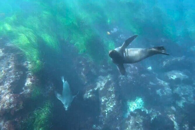 Two Hour Kayak and Snorkel Tour for Two in La Jolla - Frequently Asked Questions