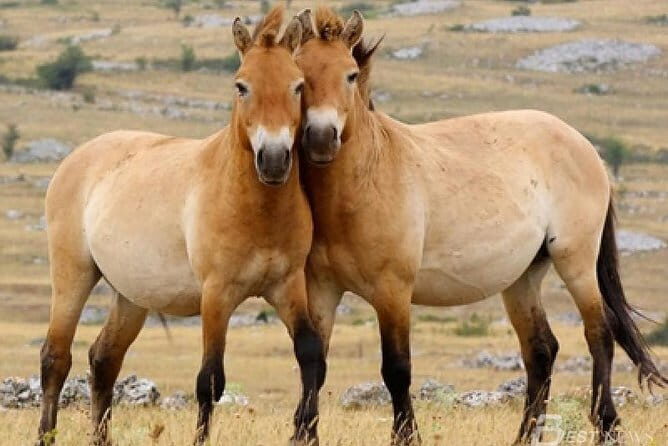 Two National Parks and Chinggis Khan Statue Complex tour at fresh air mongolia - Exploring Mongolia’s Wild Side: A Detailed Look at the Two National Parks and Genghis Khan Statue Tour