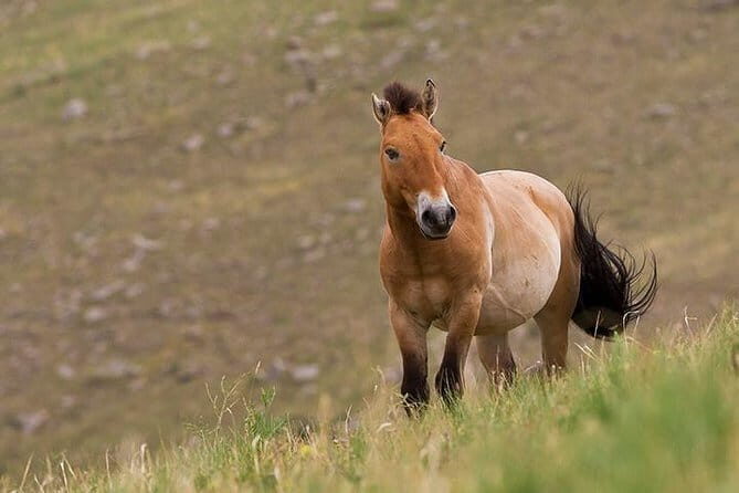 Two National Parks and Chinggis Khan Statue Complex tour at fresh air mongolia - The Hustai Nuruu Experience: Wild Horses and Pristine Landscapes