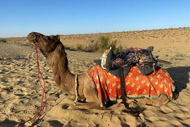 Two-Night Camel Safari and Desert Camping - Day Two: Deeper into the Desert Life
