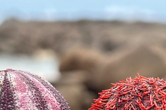 Two Oceans Private Tour - Key Points