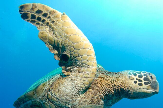 Two Site Snorkeling Adventure featuring the Molokini Crater - Who Will Love This Tour?