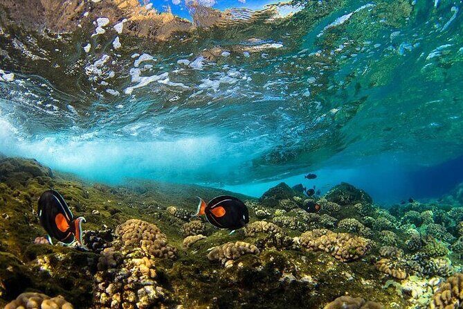 Two Stop Snorkel Adventure from Maui - Exploring the Tour: An In-Depth Look