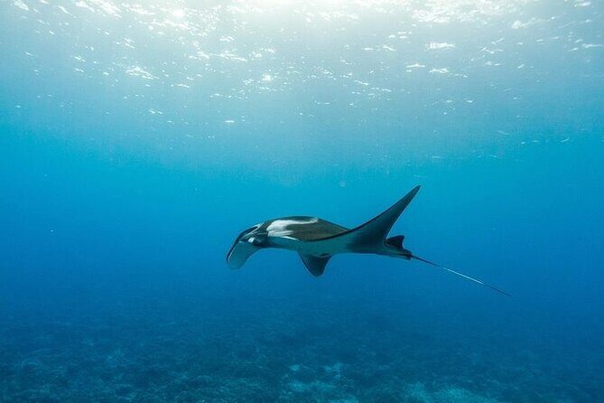 Two Stop Snorkel Adventure from Maui - Final Thoughts: Is the Two Stop Snorkel Adventure Worth It?