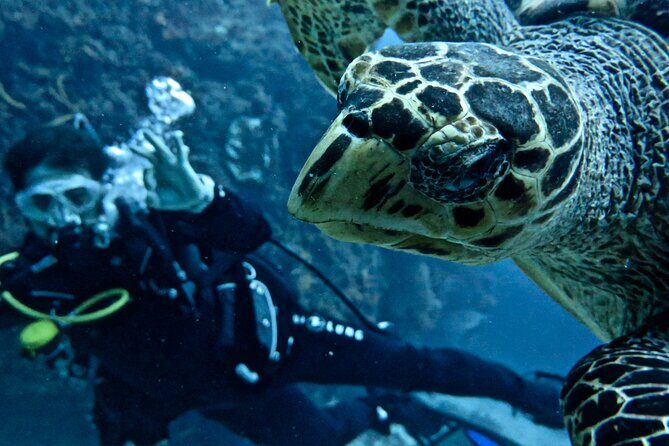 Two Tank Certified Cozumel Scuba Adventure - Key Points