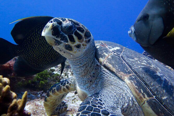Two Tank Certified Cozumel Scuba Adventure - Final Thoughts