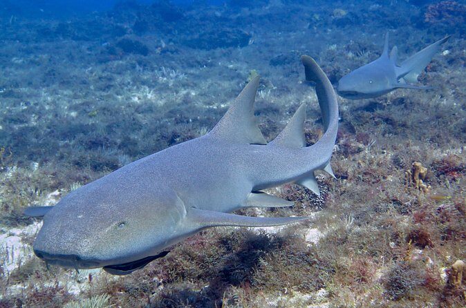 Two Tank Certified Cozumel Scuba Adventure - FAQ