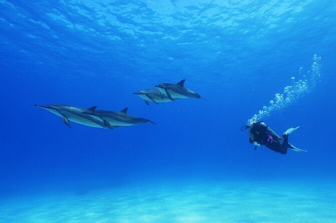 Two Tank Morning Reef Dive and Snorkel - Why Consider the Two Tank Reef Experience?