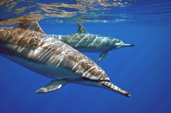 Two Tank Morning Scuba Dive - Key Points