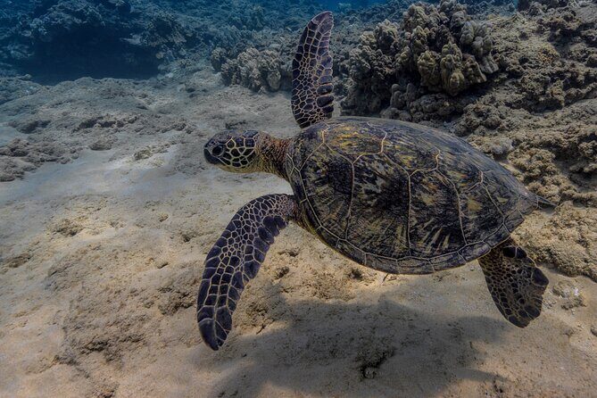 Two Tank Wreck and Drift Dive in Oahu - A Practical Look at the Experience