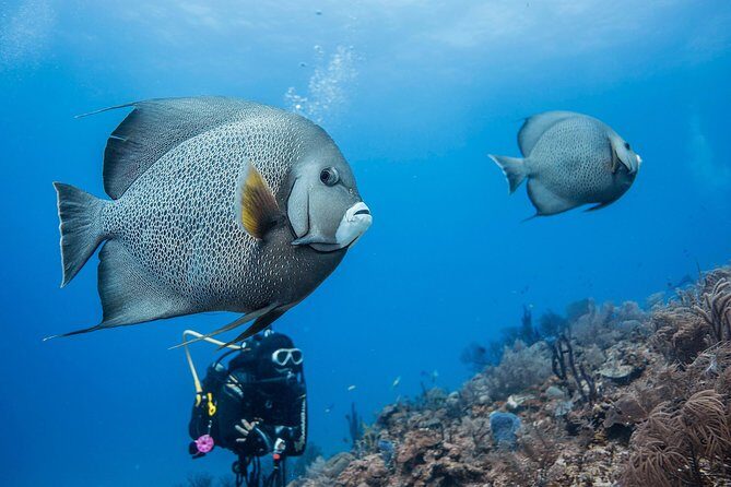 Two tanks local diving for certified divers, SCUBA gear included - Key Points