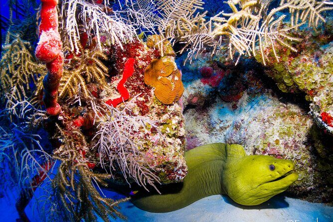 Two tanks local diving for certified divers, SCUBA gear included - What Makes This Experience Special?