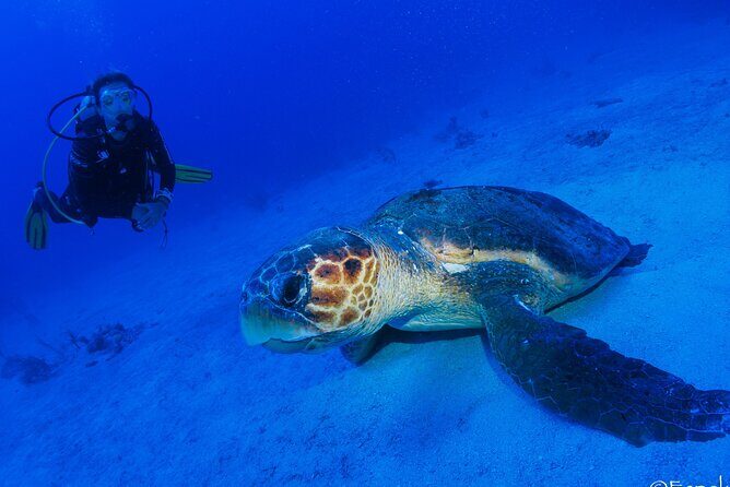 Two tanks local diving for certified divers, SCUBA gear included - Practical Tips for Travelers