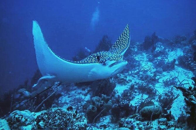 Two tanks local diving for certified divers, SCUBA gear included - FAQs